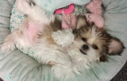 How To Care For Your New Mi ki Puppy Royal T Mi kis How To Care For Your New Mi ki Puppy Royal T Mi kis