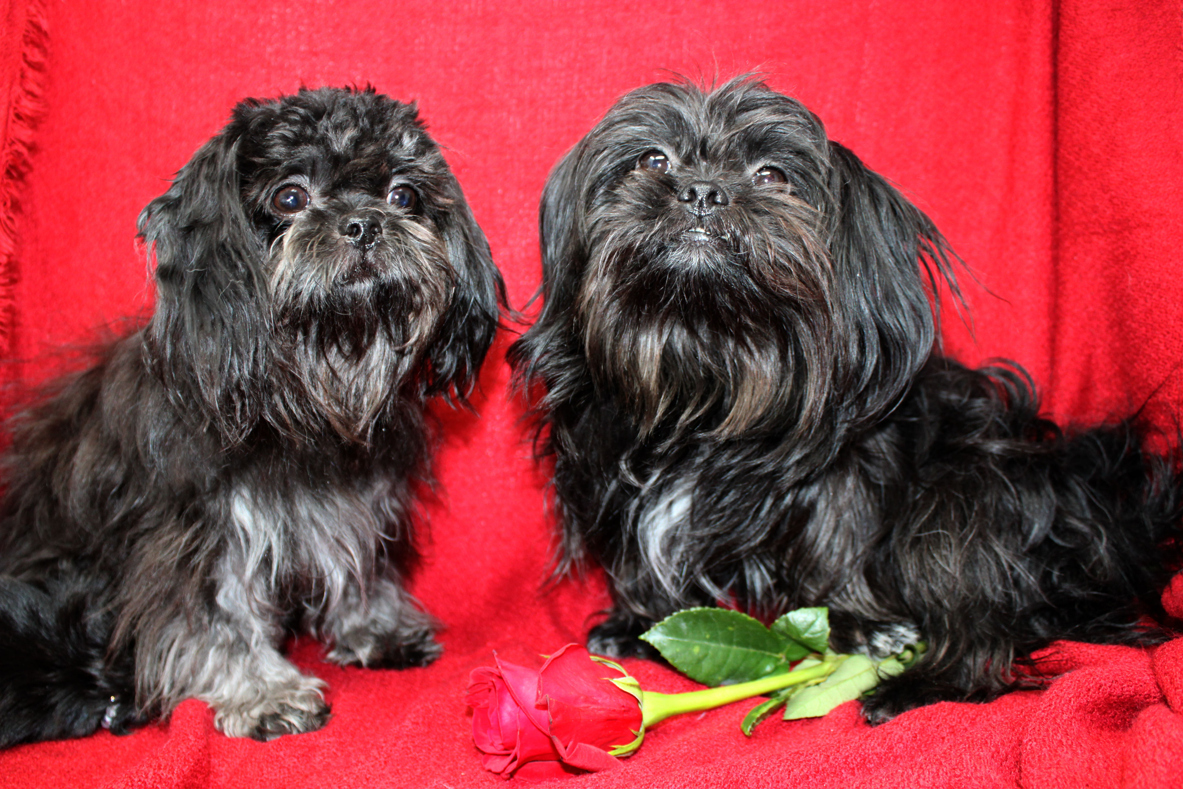 Rayne and Sinbad – Parents of the Dazzling Mi-ki Litter | Royal T Mi-kis