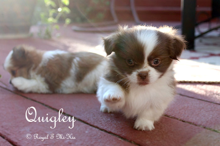 Quigley-Chocolate_Smooth-Face_Mi-ki_puppy_Royal_T_Mi-kis_Colorado ...