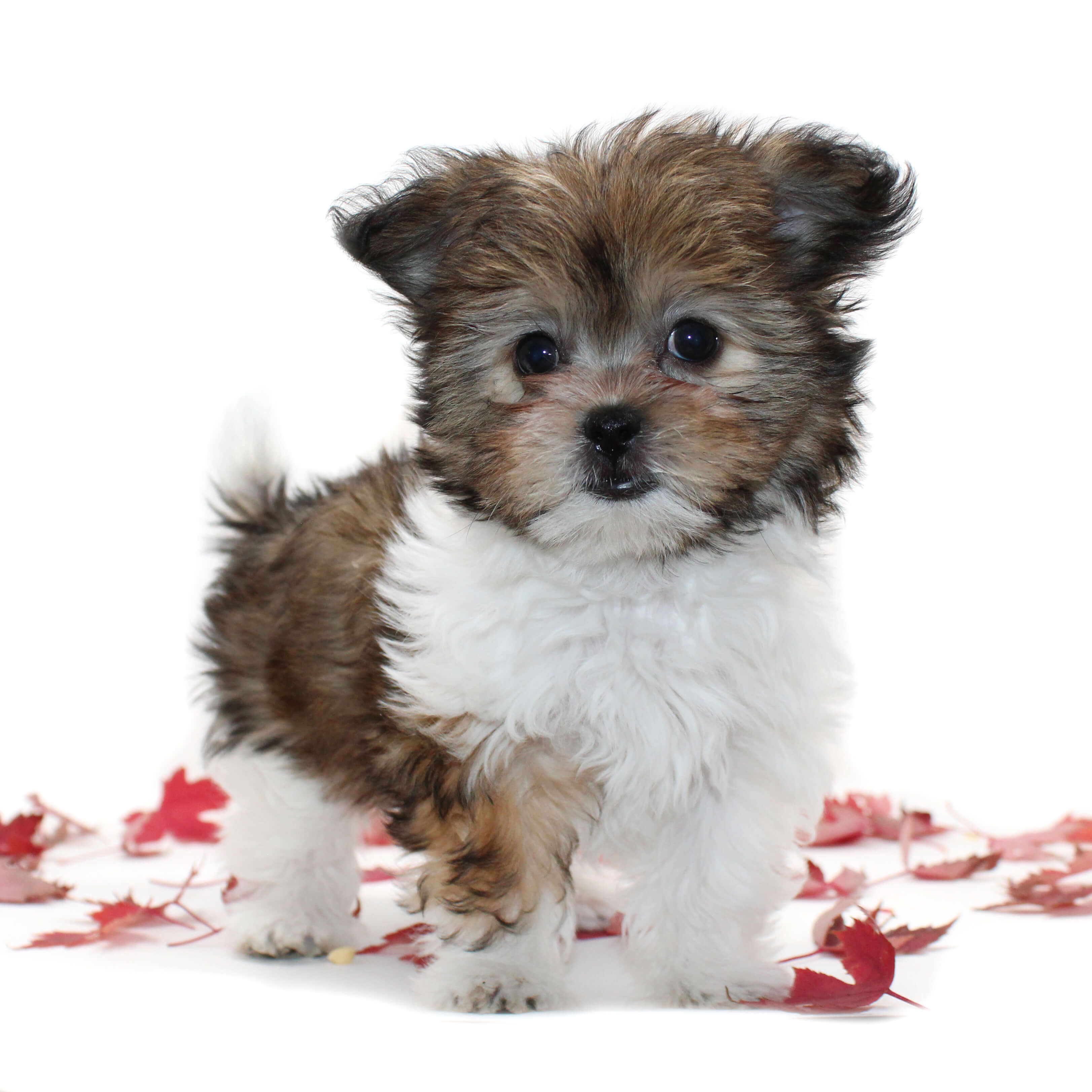 Luna_full-fall_female_Mi-Ki_puppy_Royal_T_Mi-Kis_Colorado_20201013-2 ...