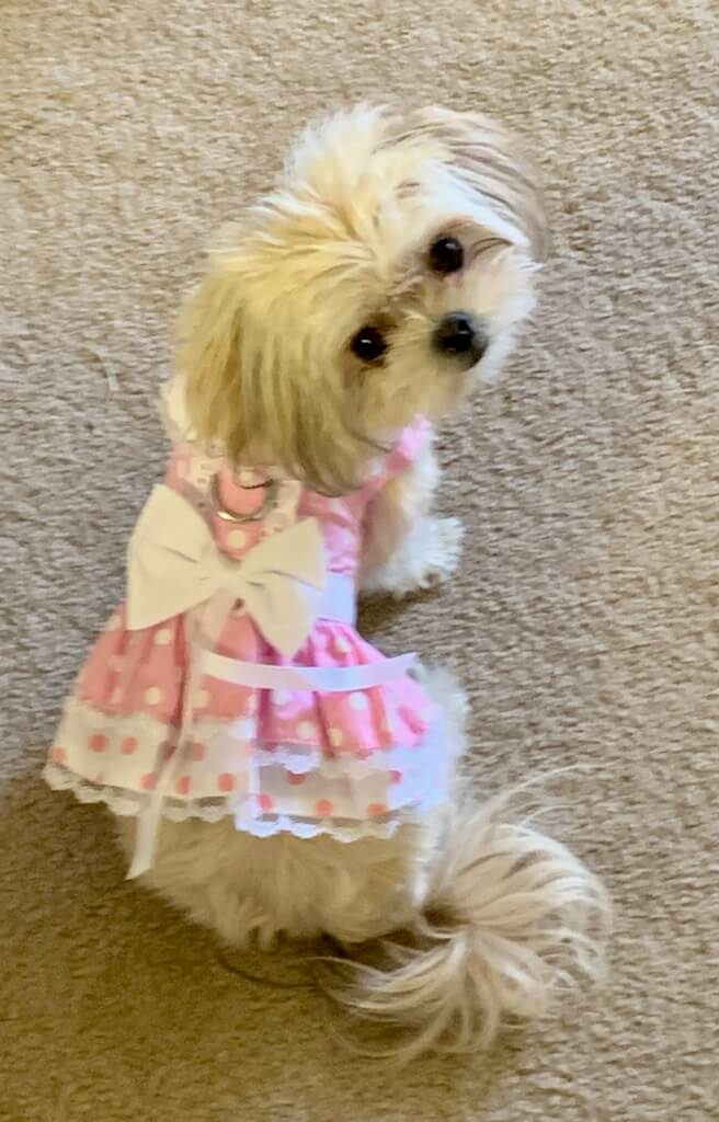 Mi-Ki & Toy Dog Breed Puppies for Sale in Colorado Springs CO | Royal T ...