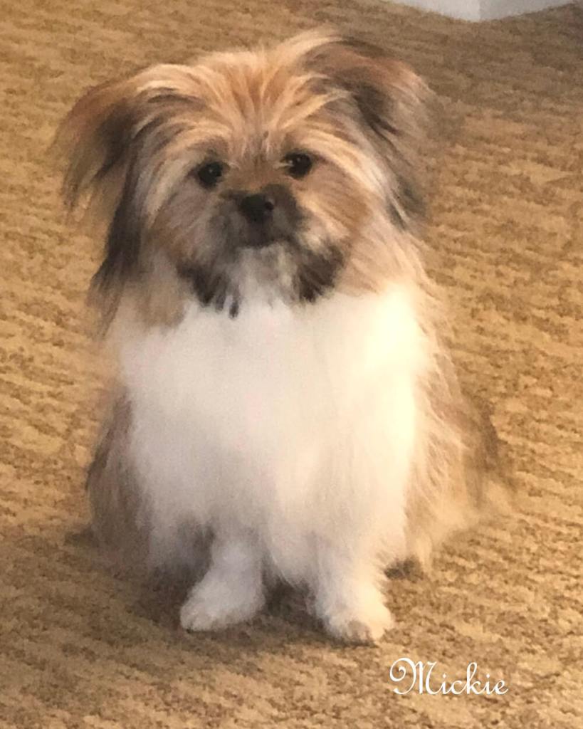 Mi-Ki Teacup & Tiny Dog Breed in Colorado | Royal T Mi-Ki