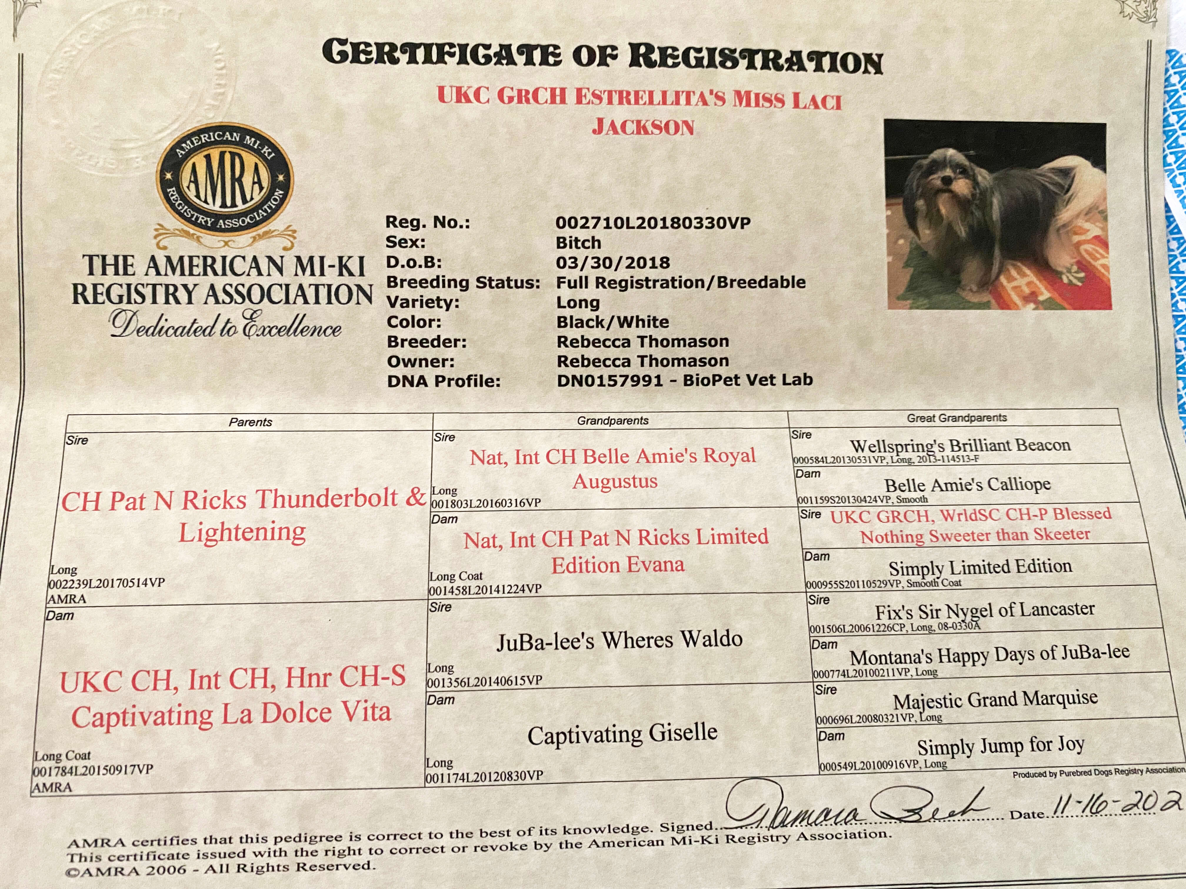 Laci-Jackson-AMRA | Royal T Mi-kis