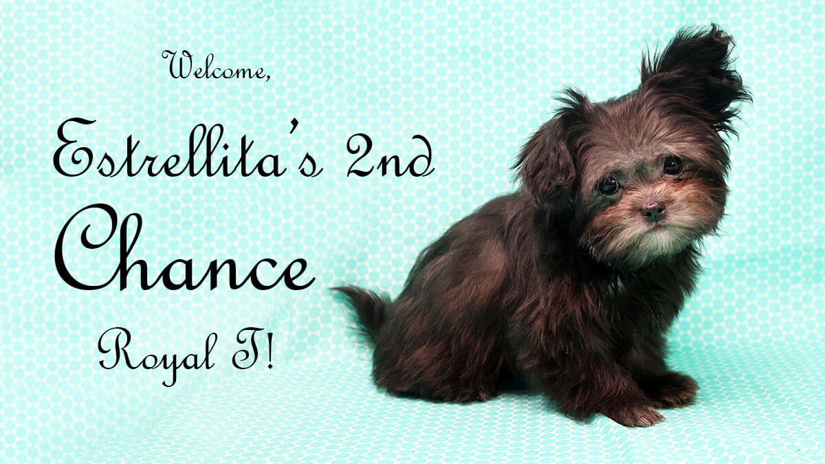 Introducing 2nd Chance: Miracle Mi-Ki & Future Stud | Royal T Mi-kis