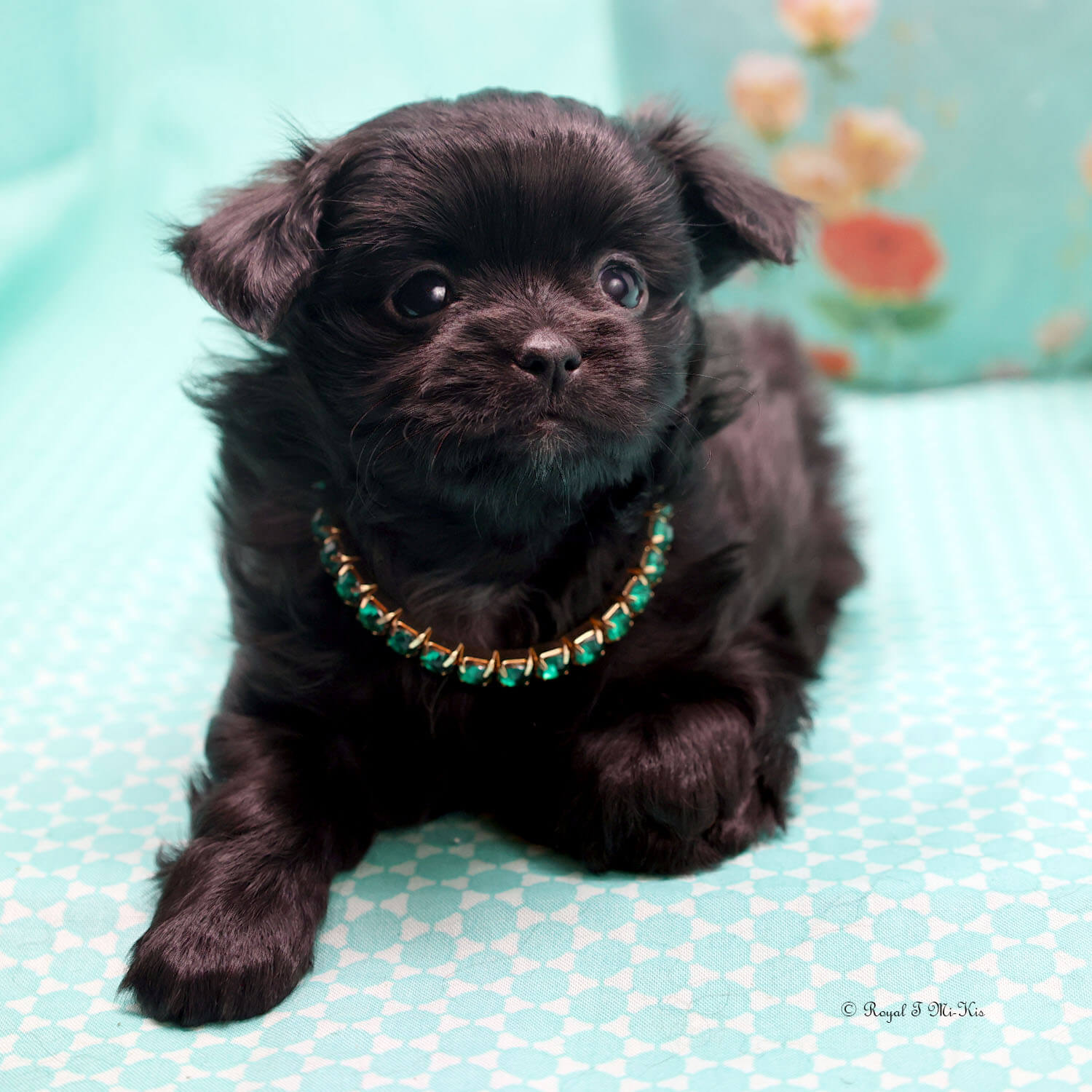 Gigi_black-long-coat-female_Mi-Ki_puppy_Royal-T-Mi-Kis_Colorado ...