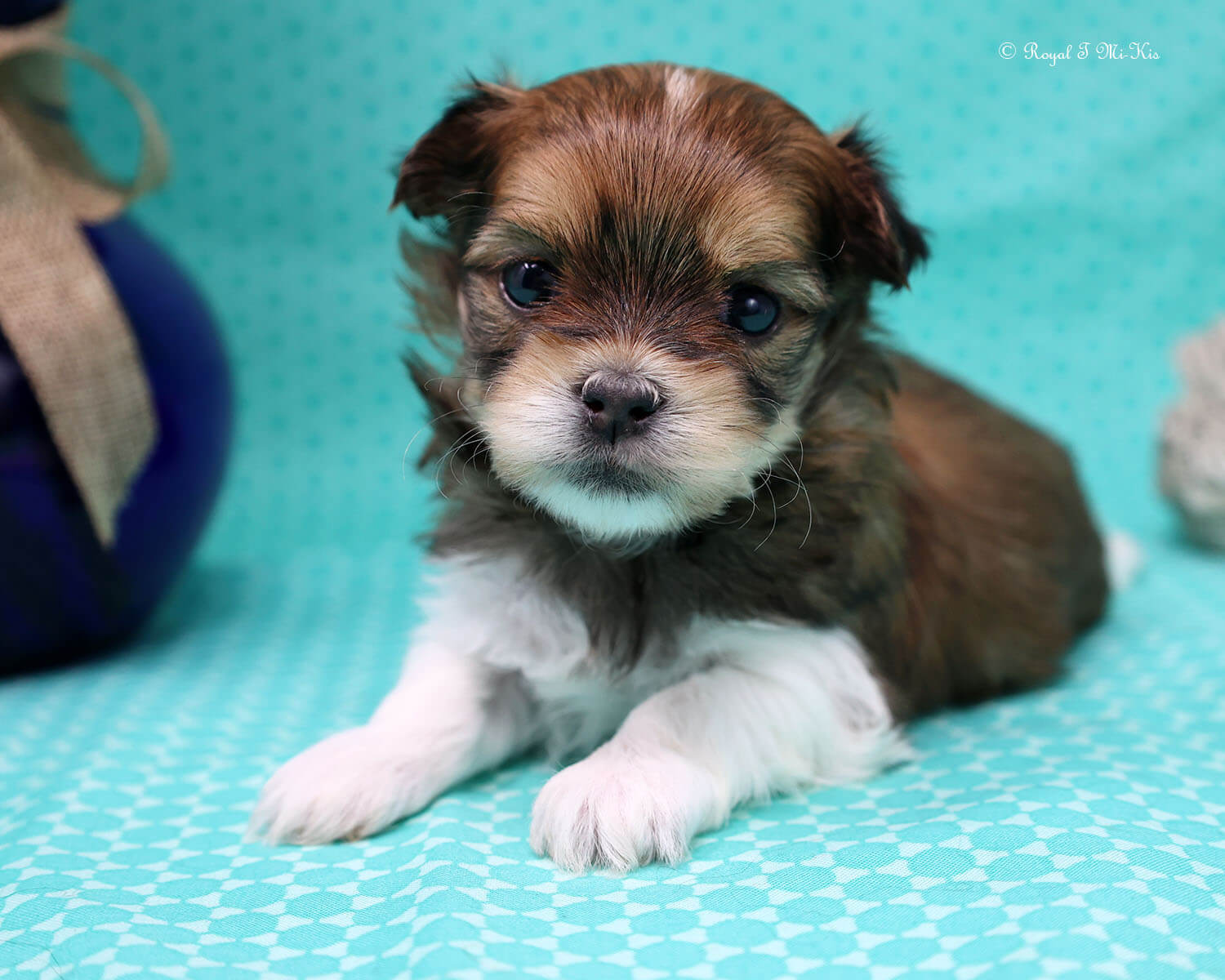 Jenson_parti-sable_long-coat_male_Mi-Ki_puppy_Royal-T_Mi-Kis_Colorado ...