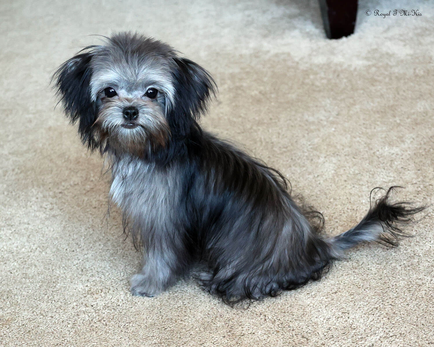 Estrellita’s_2nd-Chance_Mi-Ki_puppy-Royal-T-Mi-Kis_Colorado_20230406-6 | Royal T Mi-kis