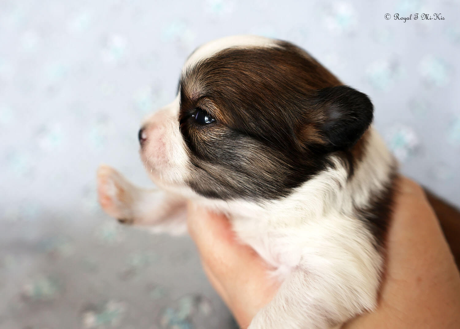 Nova_parti-sable_female_Mi-Ki_puppy_Royal-T_Mi-Kis_Colorado_20230521_6 ...