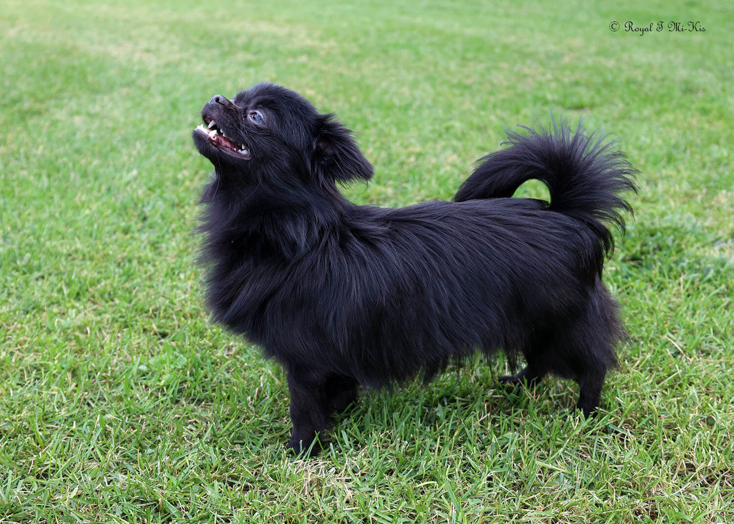 Holly_Berry_smooth-face_black_Mi-Ki_Royal-T_Mi-Kis_Colorado_20230813 ...