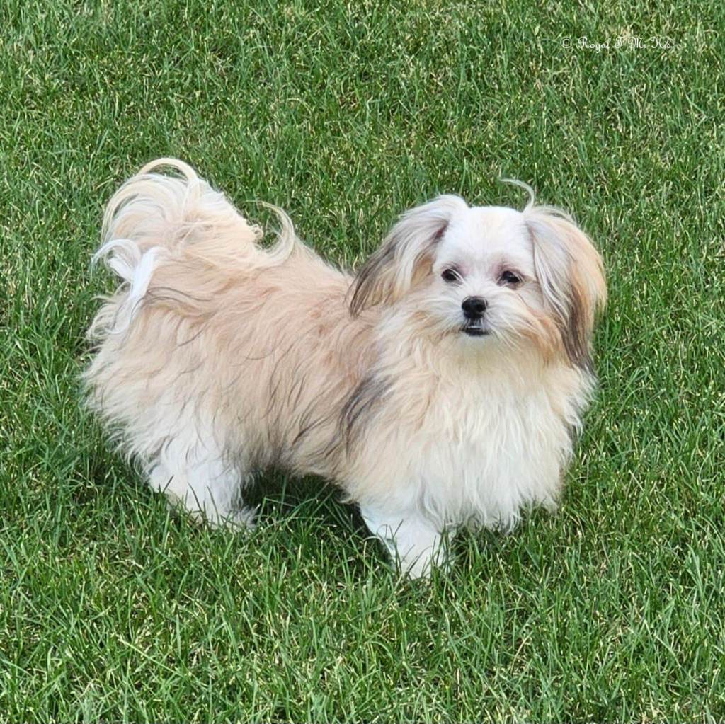 Mi-Ki & Toy Dog Breed Puppies for Sale in Colorado Springs CO | Royal T ...