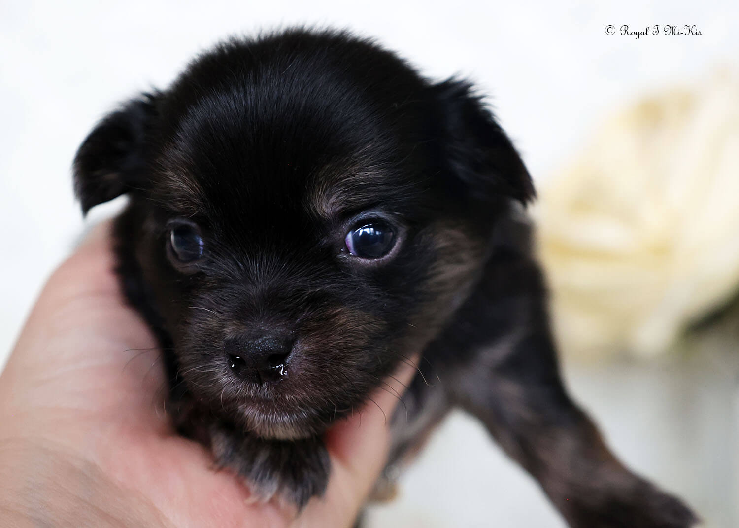 S’More_black-tan_male_smooth-face_Mi-Ki_puppy_Royal-T_Mi-Kis_Colorado ...