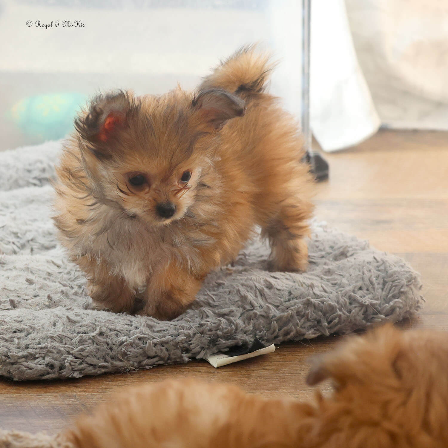 Allee_Sundae_Strudel_sable_Mi-Ki_female_long-coat_puppy_Royal-T_Mi-Kis ...