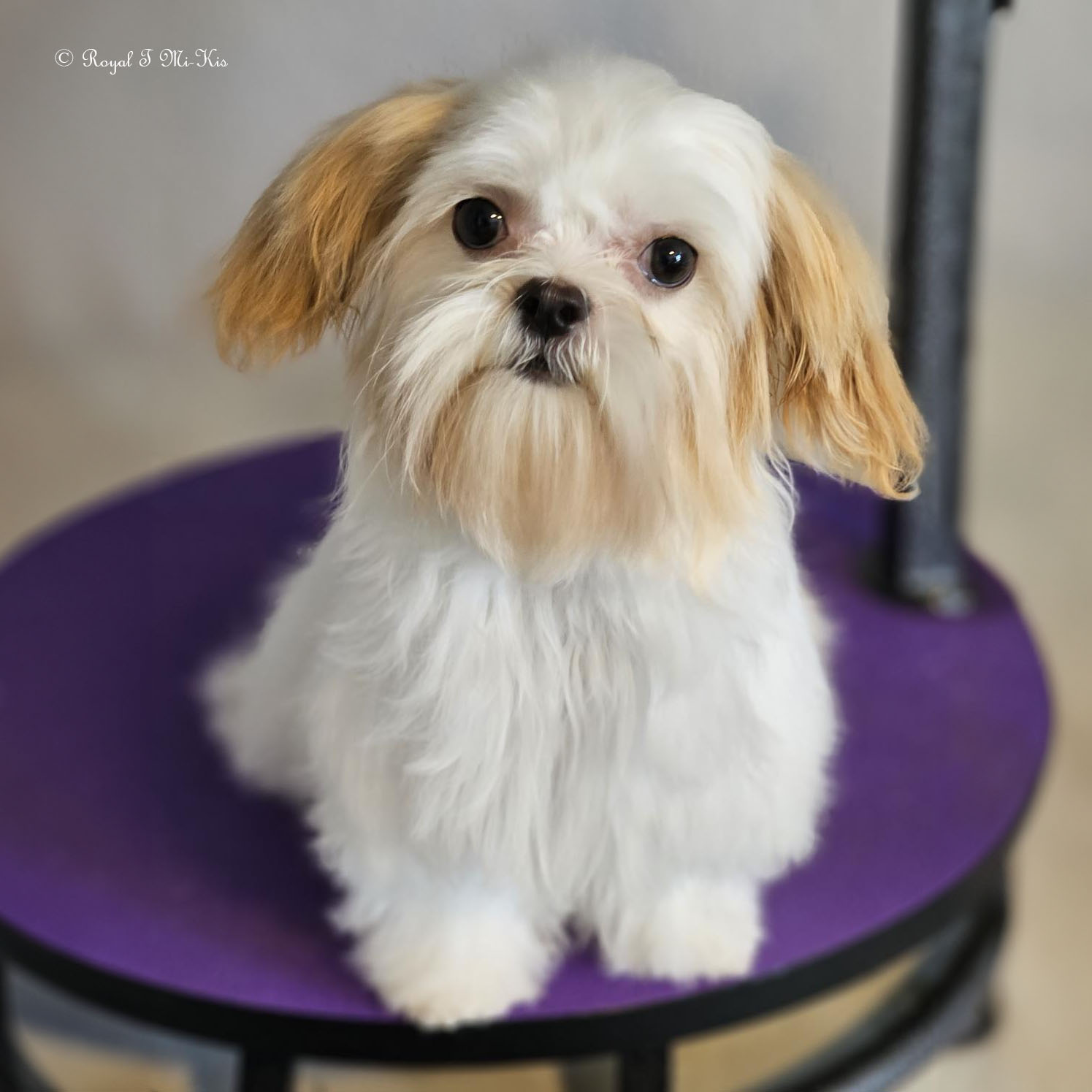 Brumbys_Run_Abby_Roads_cream-white_long-coat_Mi-Ki_20231003_2c | Royal ...