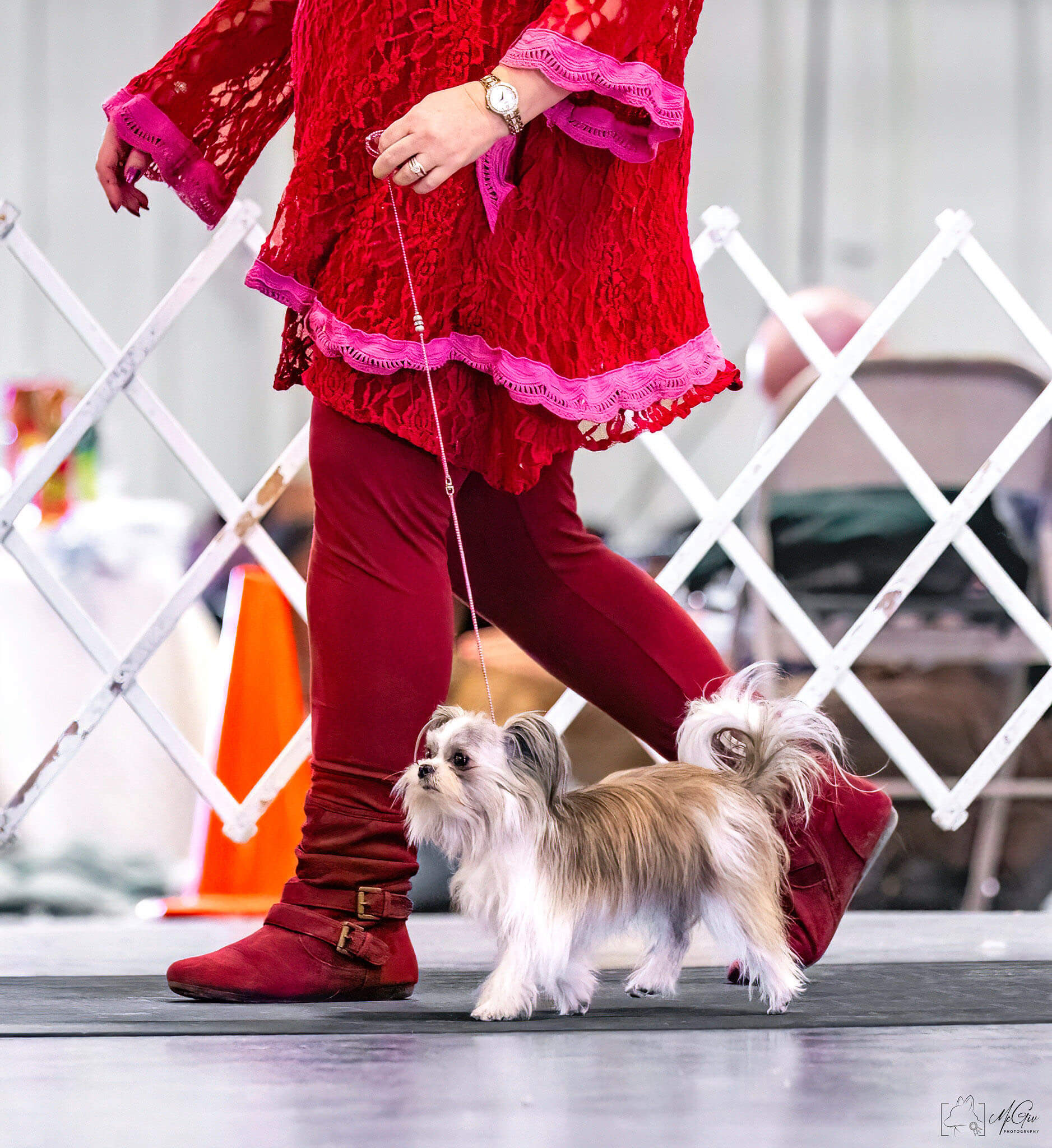 Brumbys-Run_Poppy_Royal-T_Mi-Kis_20231119-2-UKC-dog-show | Royal T Mi-kis