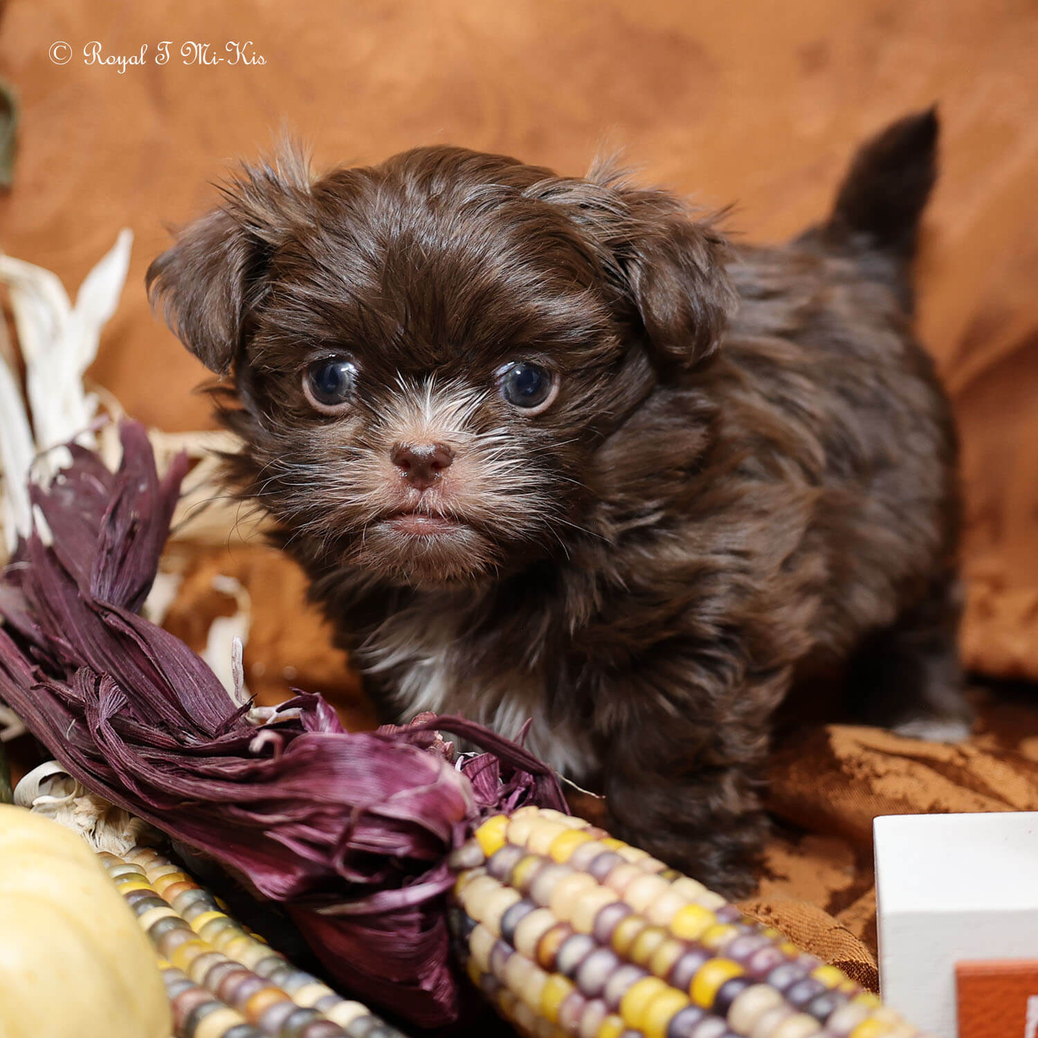 Dexter_Willy_Wonka_chocolate-long-coat_male_Mi-Ki_puppy_Colorado_Royal ...