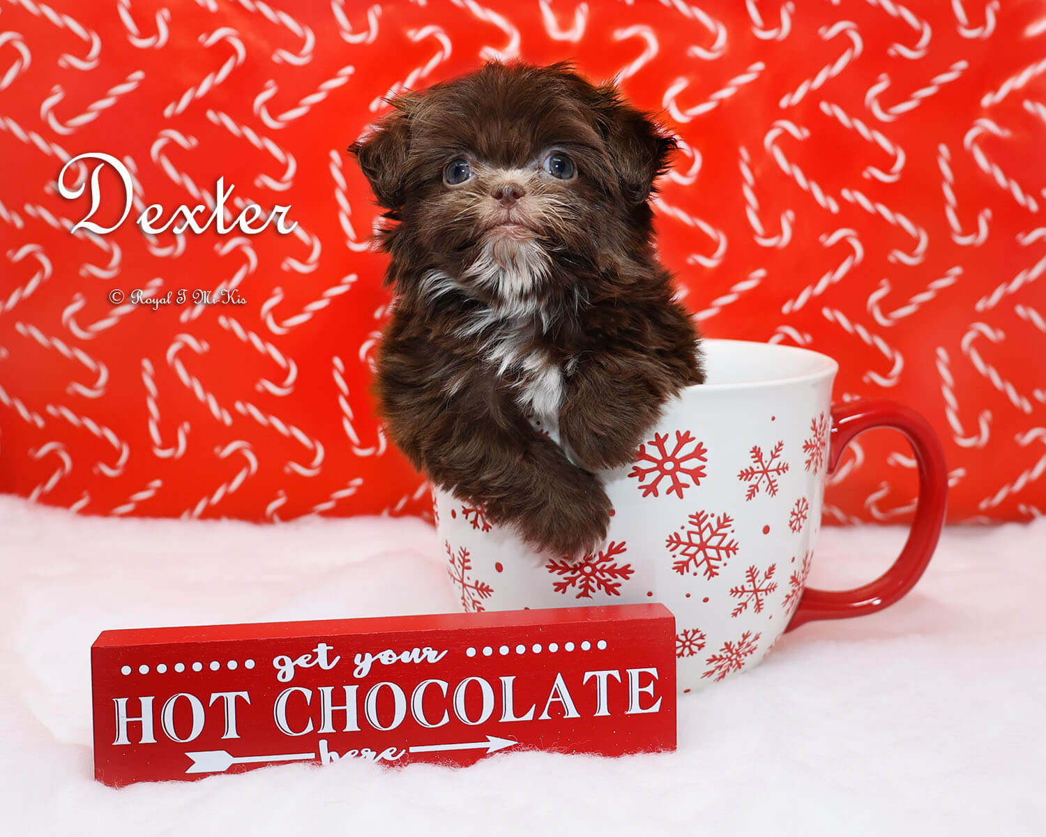 Dexter_Willy_Wonka_chocolate-long-coat_male_Mi-Ki_puppy_Colorado_Royal ...