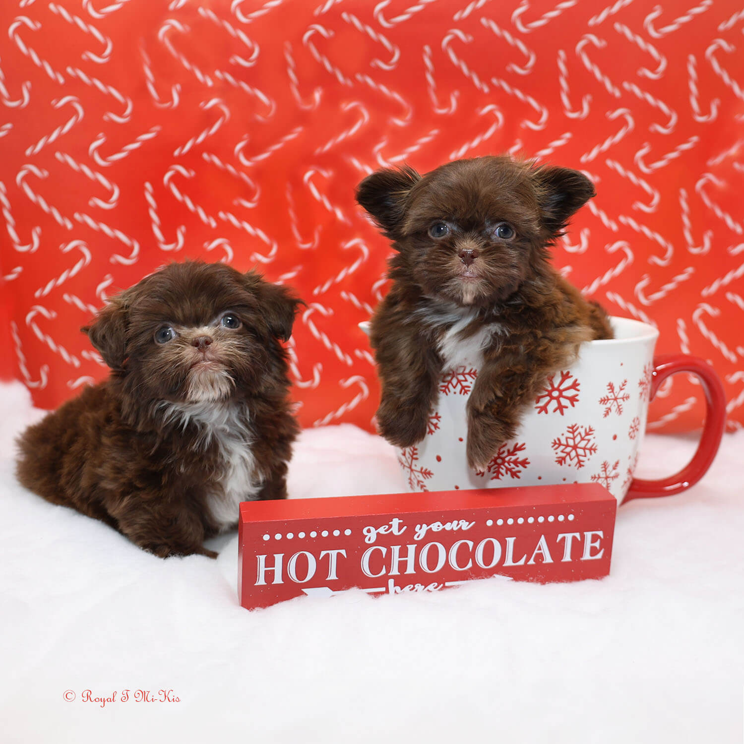 Wrenley_Dexter_Wondrous_litter-chocolate_chocolate_Mi-Ki_puppies_Royal ...