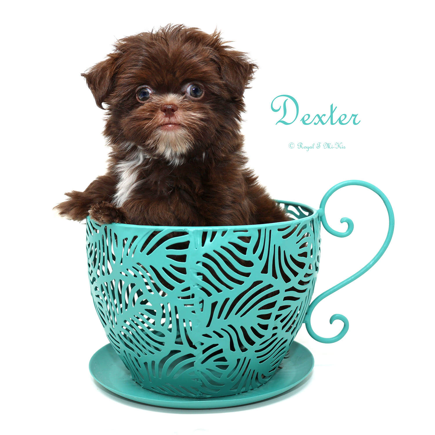 Dexter_Willy_Wonka_chocolate-long-coat_male_Mi-Ki_puppy_Colorado_Royal ...