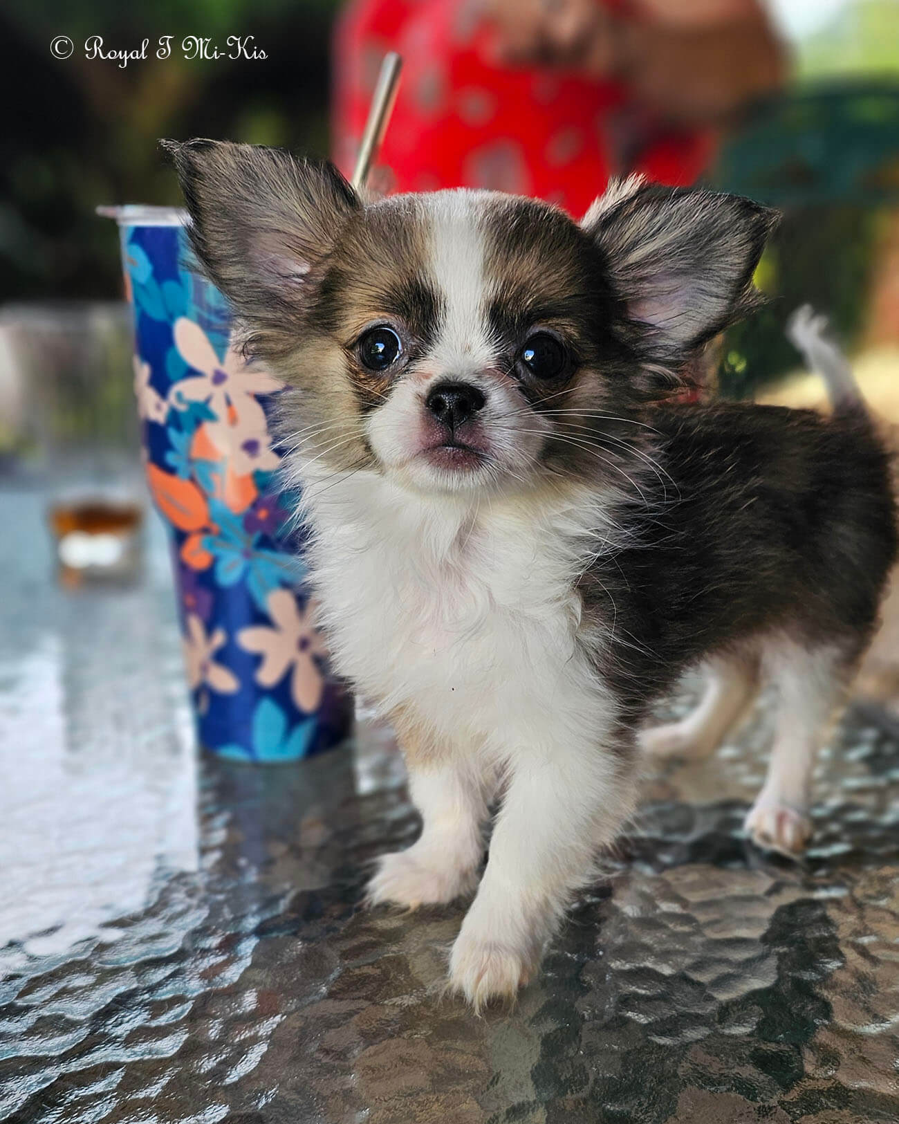 Annie_smooth-face_Mi-Ki_puppy_20240613_1 | Royal T Mi-kis