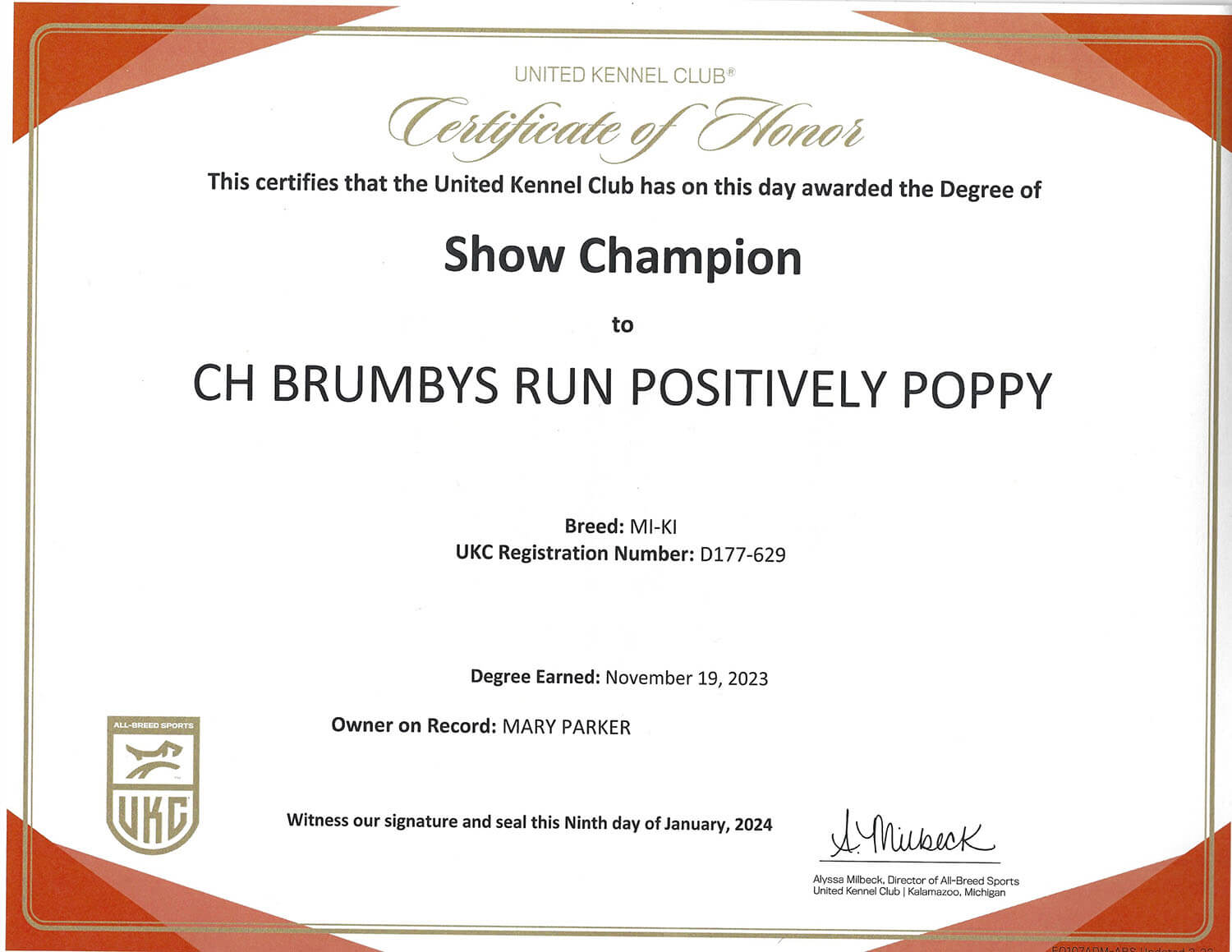 Brumby’s_Run_Positivey_Poppy_UKC_Champion_Certificate_2023 | Royal T Mi-kis