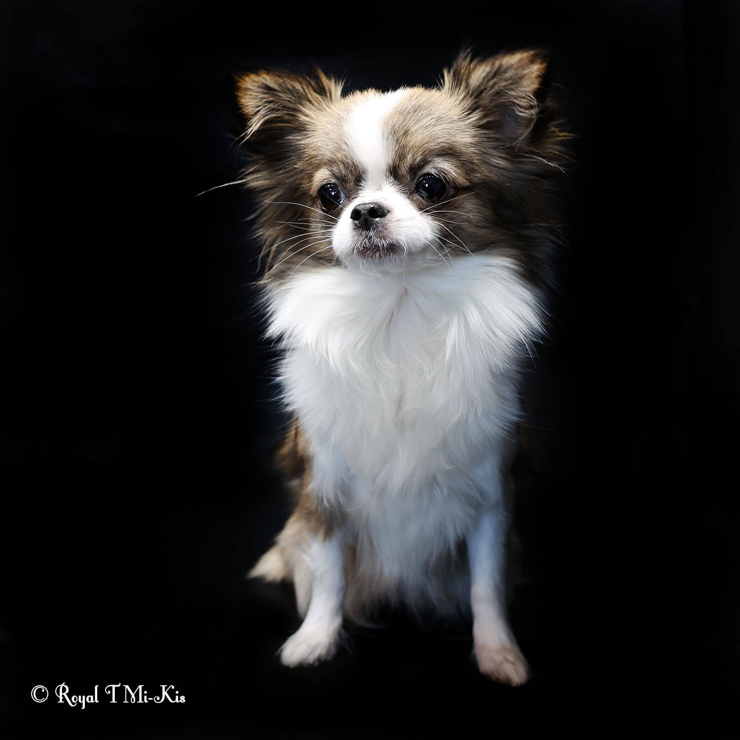 BFF’s_Annie_Oakley_smooth-face_Mi-Ki_Royal_T_Mi-Kis_Colorado_20260117_2 ...