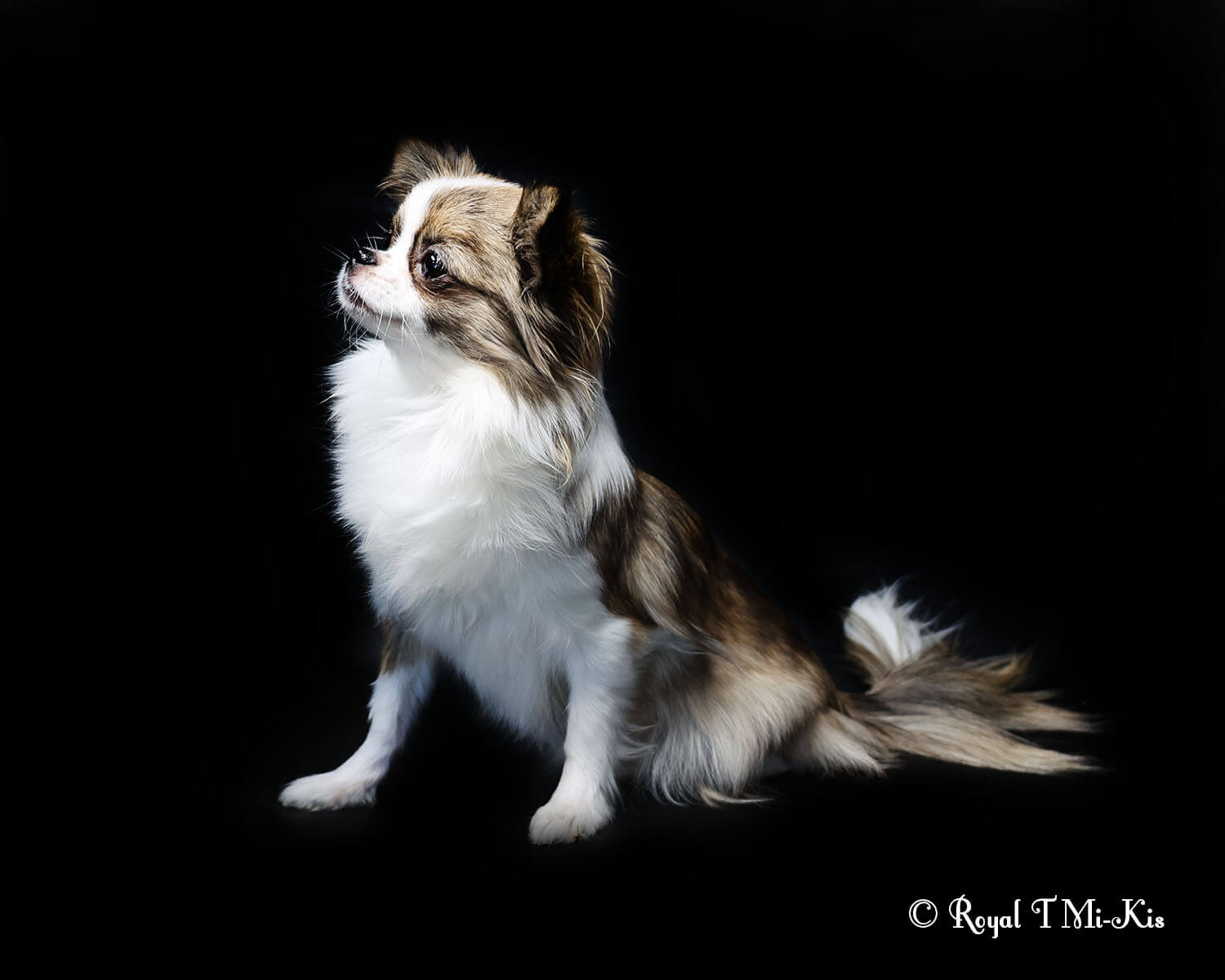 BFF’s_Annie_Oakley_smooth-face_Mi-Ki_Royal_T_Mi-Kis_Colorado_20260117_3 ...