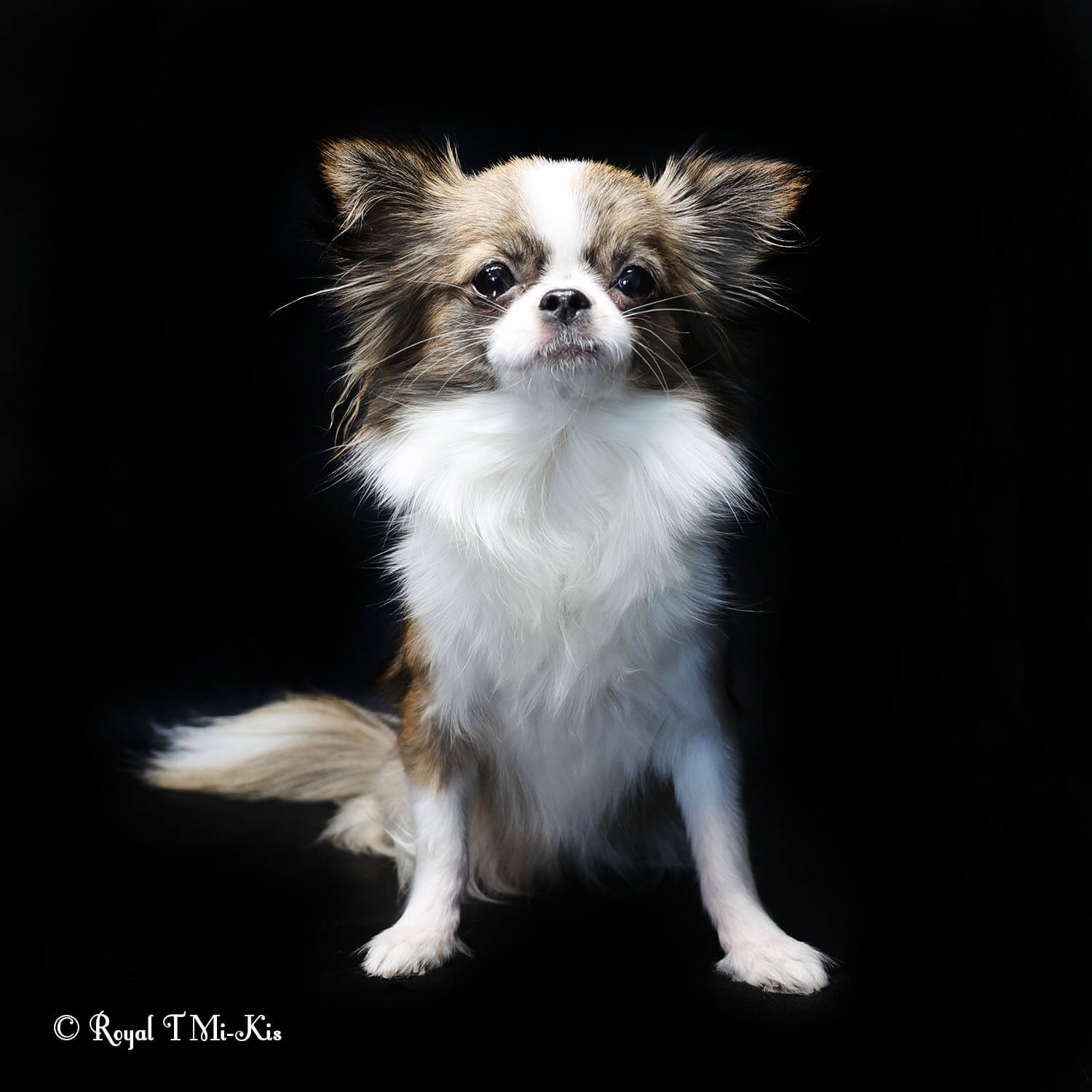 BFF’s_Annie_Oakley_smooth-face_Mi-Ki_Royal_T_Mi-Kis_Colorado_20260117_6 ...