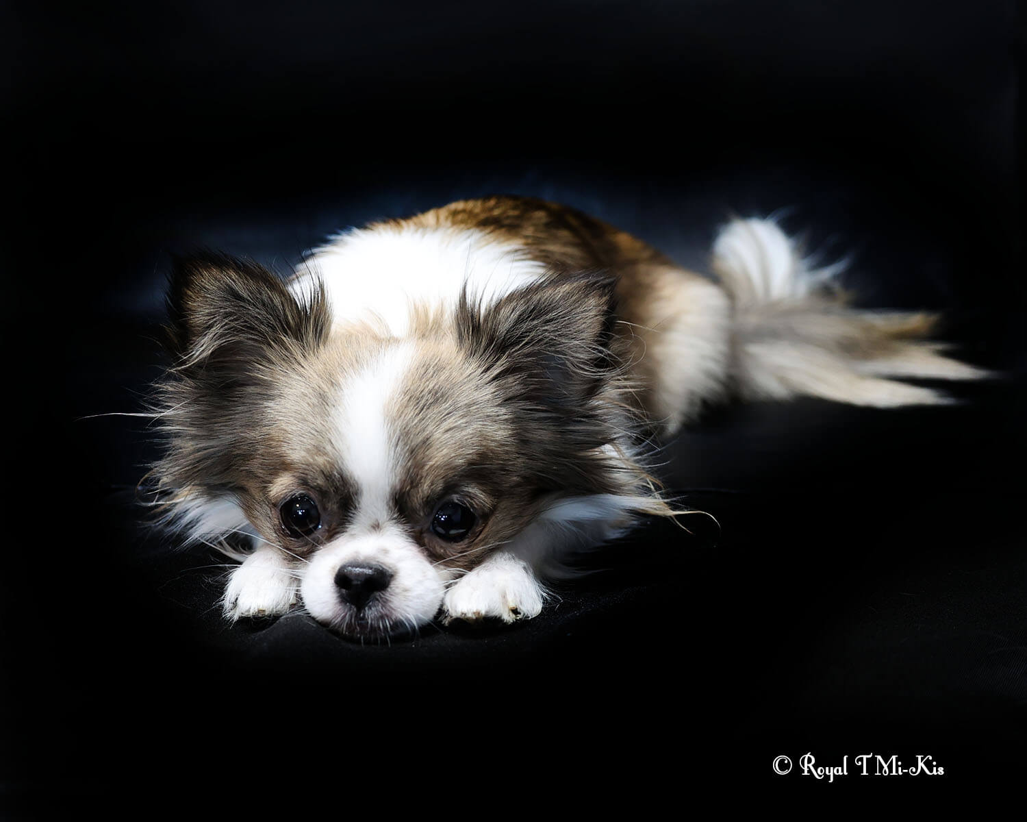 BFF’s_Annie_Oakley_smooth-face_Mi-Ki_Royal_T_Mi-Kis_Colorado_20260117_7 ...