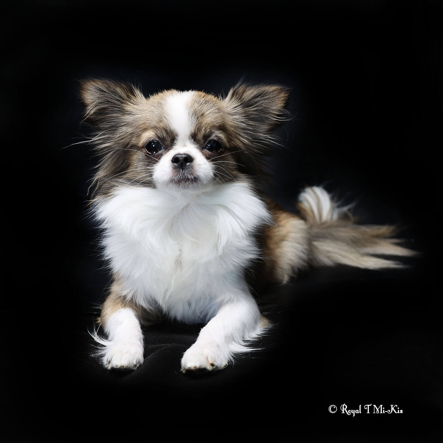 BFF’s_Annie_Oakley_smooth-face_Mi-Ki_Royal_T_Mi-Kis_Colorado_20260117_8 ...