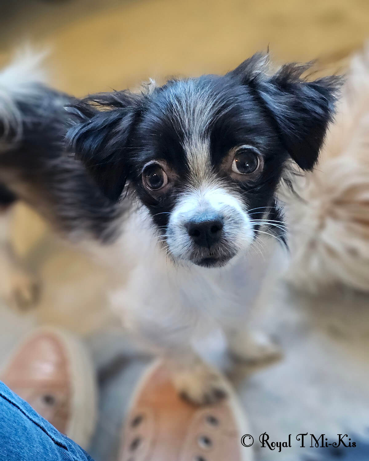 Kaden_black-white_male_smooth-face_Mi-Ki_puppy_Royal-T_Mi-Kis_Colorado ...