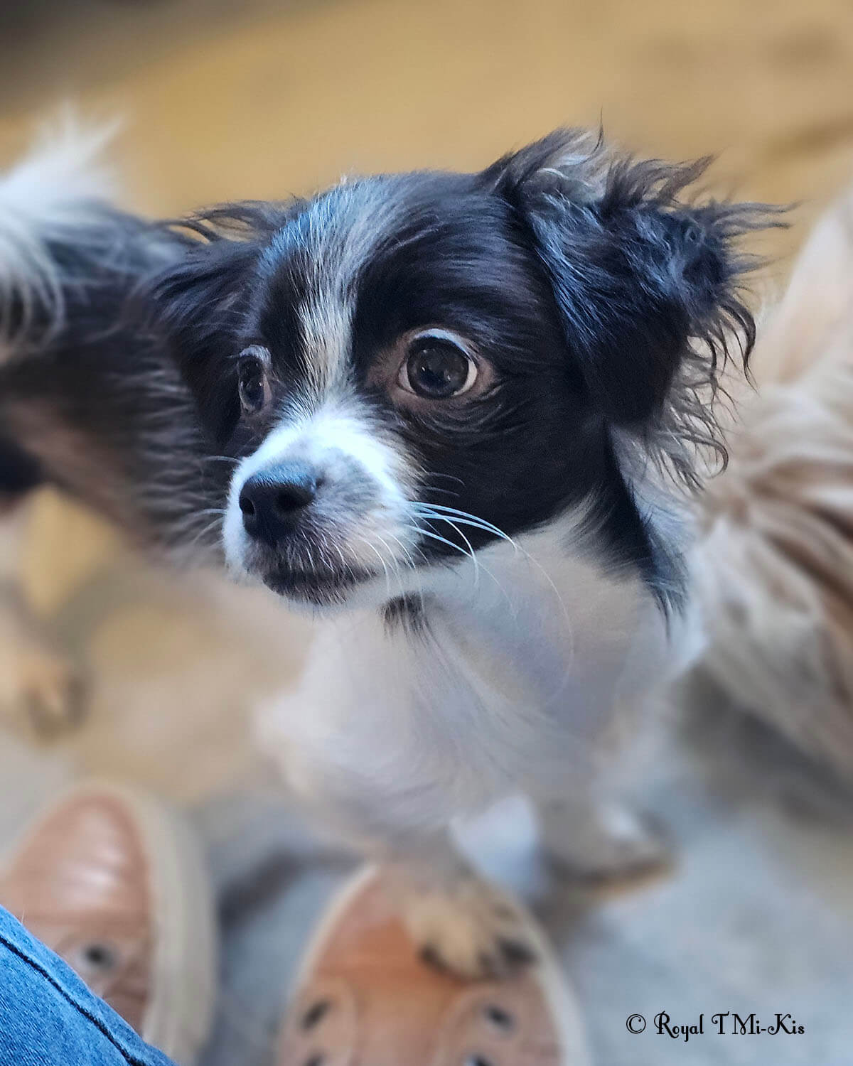 Kaden_black-white_male_smooth-face_Mi-Ki_puppy_Royal-T_Mi-Kis_Colorado ...