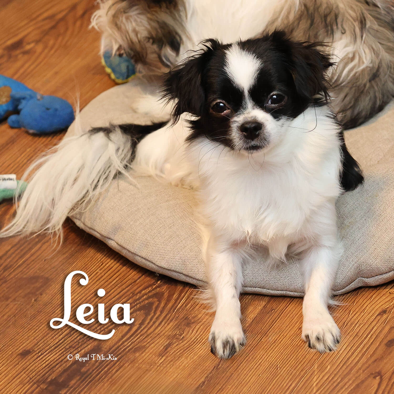 Leia_smooth-face_Mi-Ki_Royal-T_Mi-Kis_Colorado_20260117-0 | Royal T Mi-kis