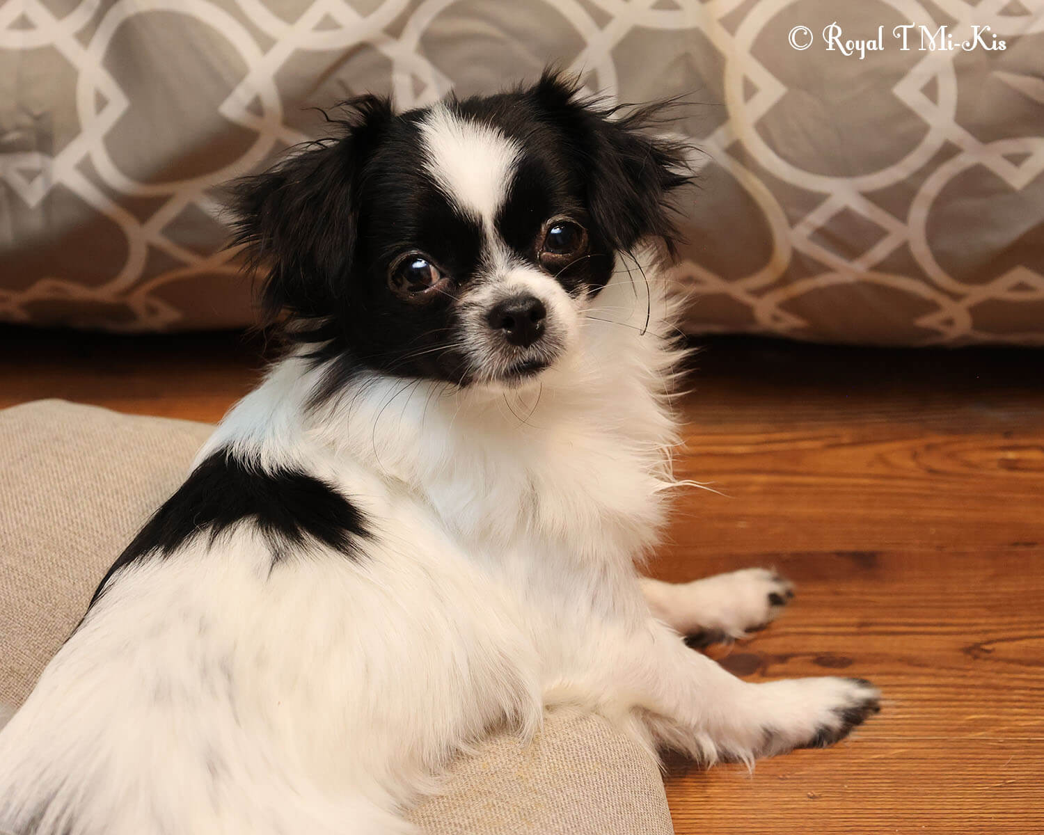 Leia_smooth-face_Mi-Ki_Royal-T_Mi-Kis_Colorado_20260117-3 | Royal T Mi-kis