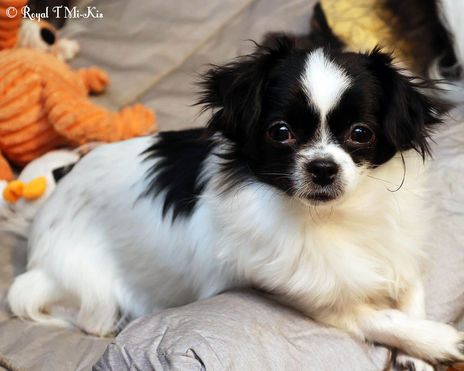 Leia_smooth-face_Mi-Ki_Royal-T_Mi-Kis_Colorado_20260117-5 | Royal T Mi-kis