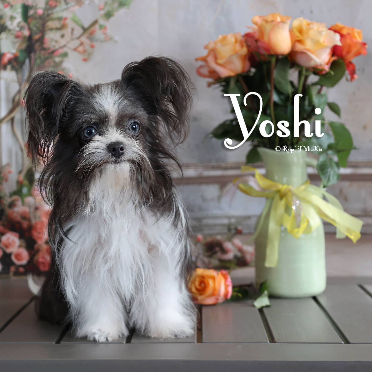 Yoshi_blue-parti_male_long-coat_Mi-Ki_puppy_Royal-T_Mi-Kis_Colorado ...